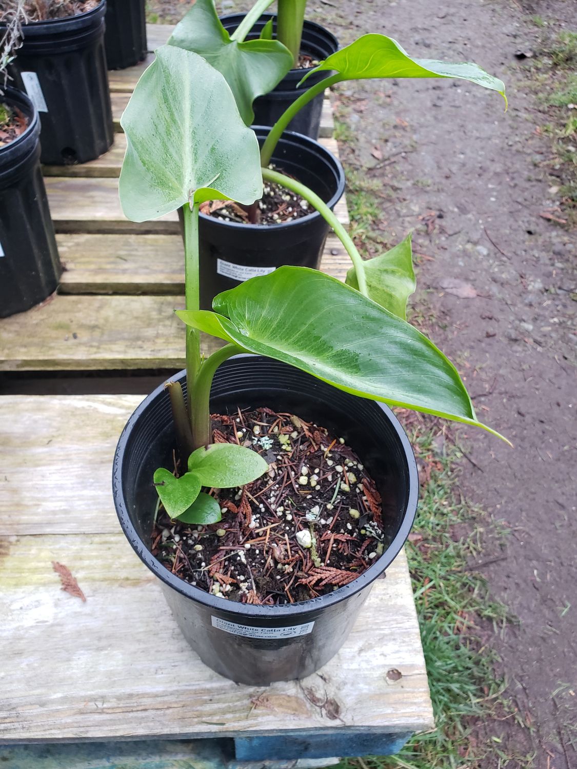 Giant White Calla Lily (1 gallon Pot) - Store - Forestfrogfarms