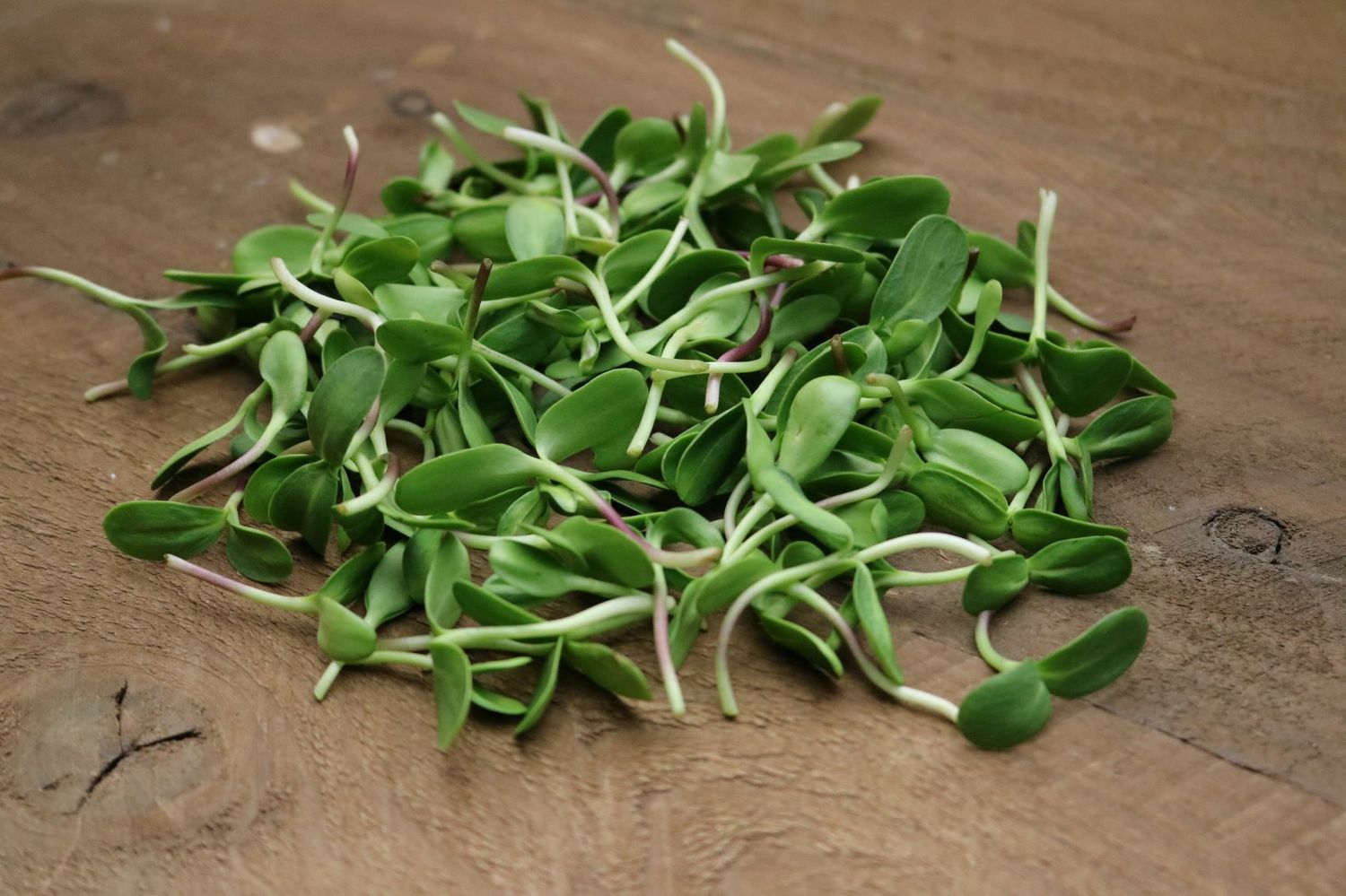 Sun Shoot Subscription (Bi-Weekly) - Store - Forestfrogfarms