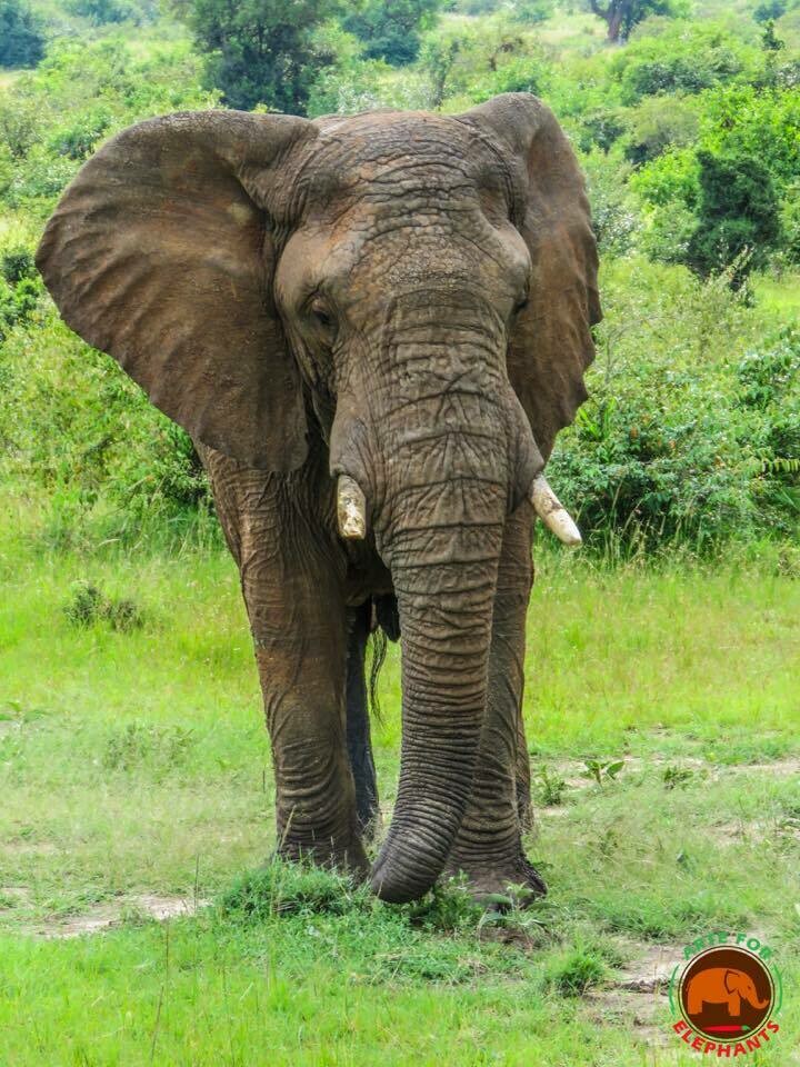 Face Forward Elephant Photo Art Print (DR9)