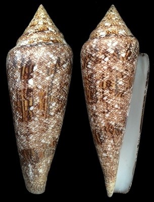 Conidae