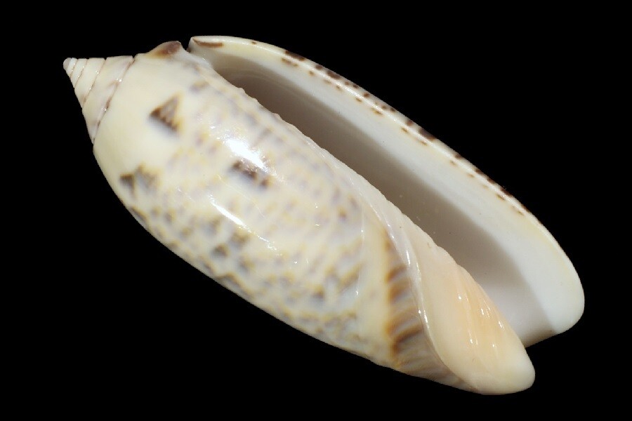 Oliva concinna