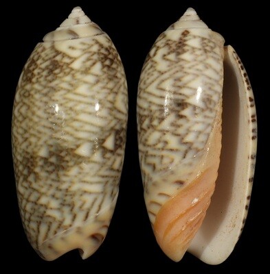 Oliva reticulata