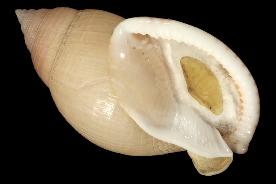 Semicassis bulla