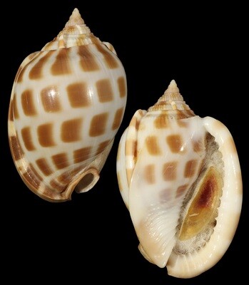 Phalium areola