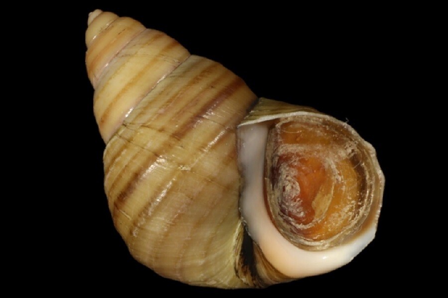 Angulyagra wilhelmi