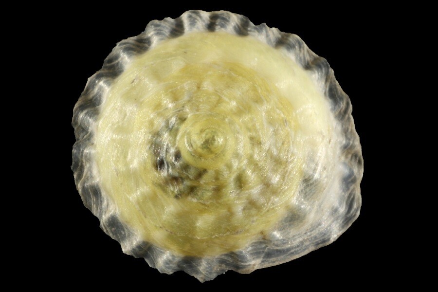 Geotrochatella martensi