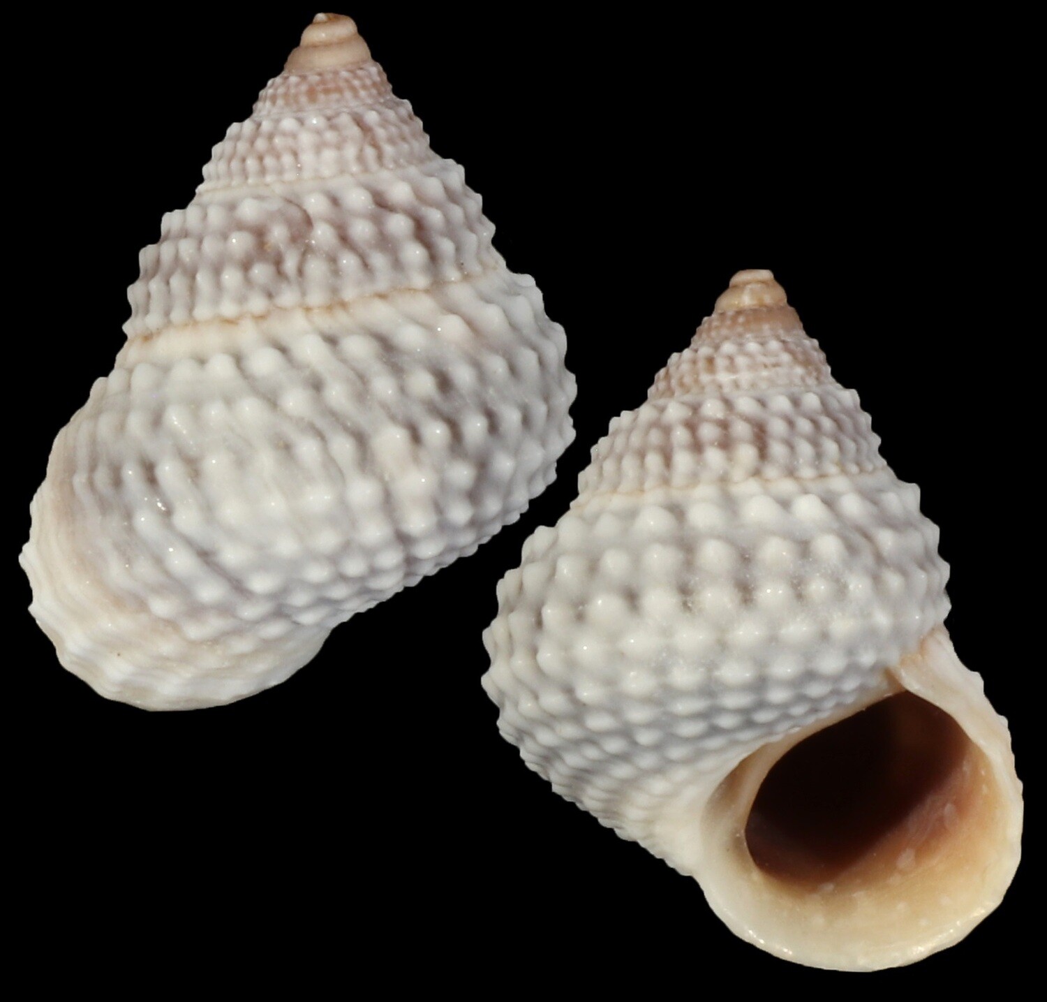 Tectarius muricatus