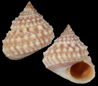 Tectarius cumingii f. luchuanus