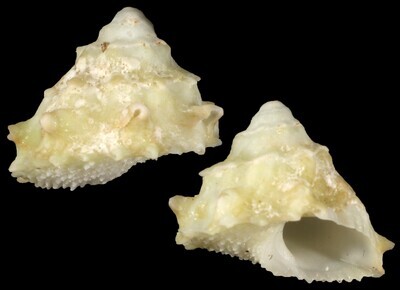 Astralium rhodostomum