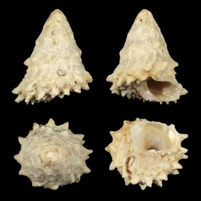 Astralium rhodostomum