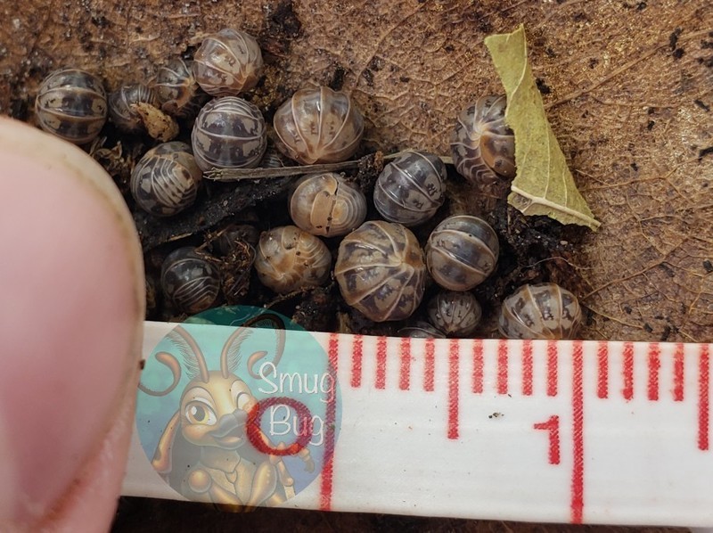 Dwarf isopods
