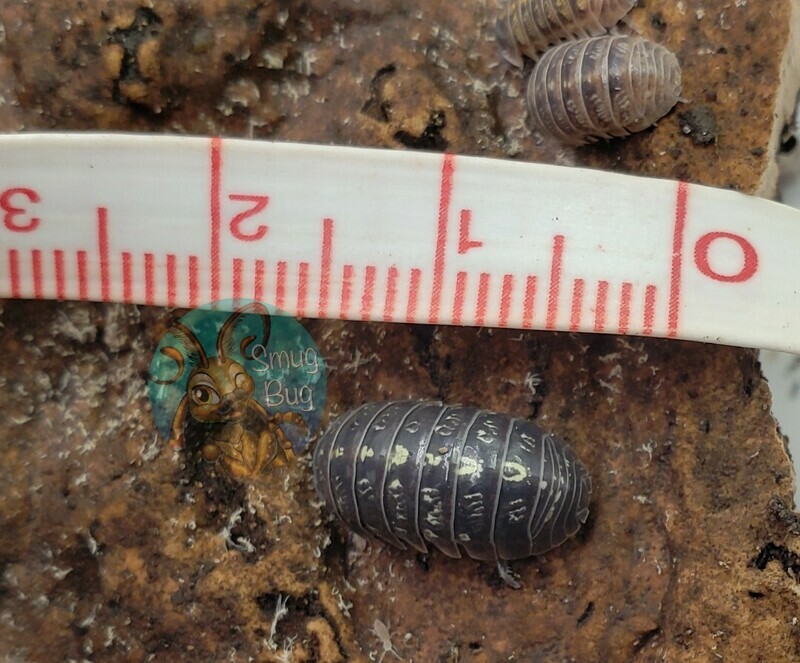 Armadillidium