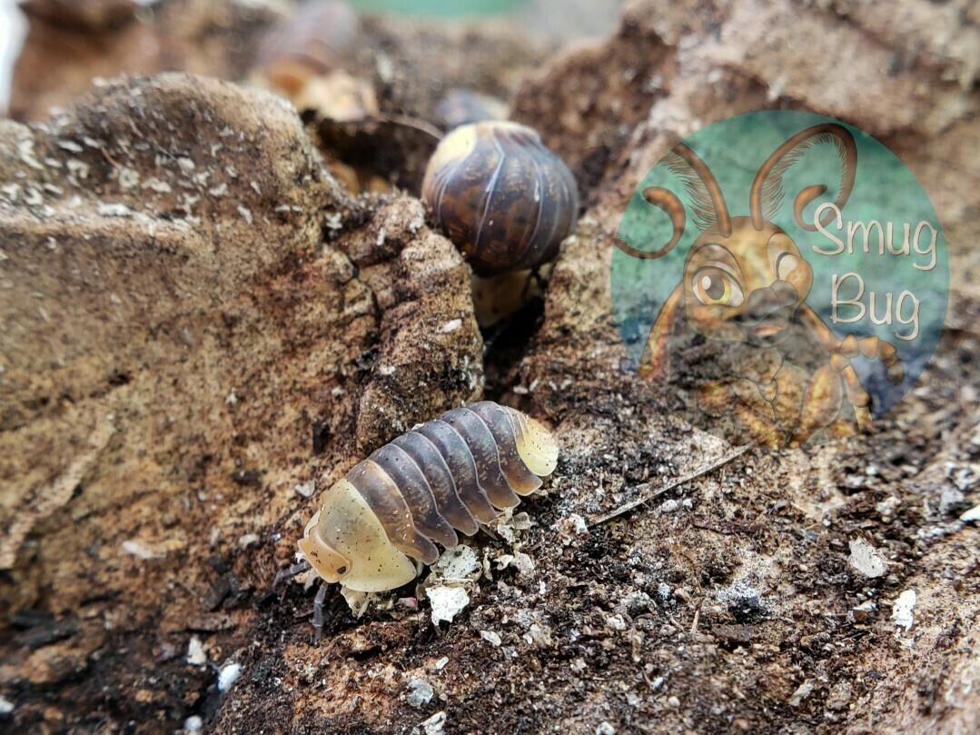 Cubaris sp. "rubber ducky"