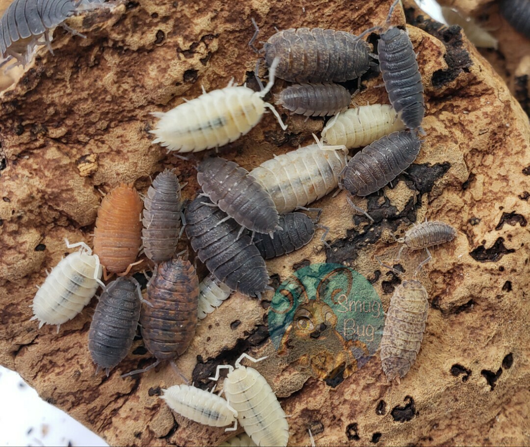 All Isopods
