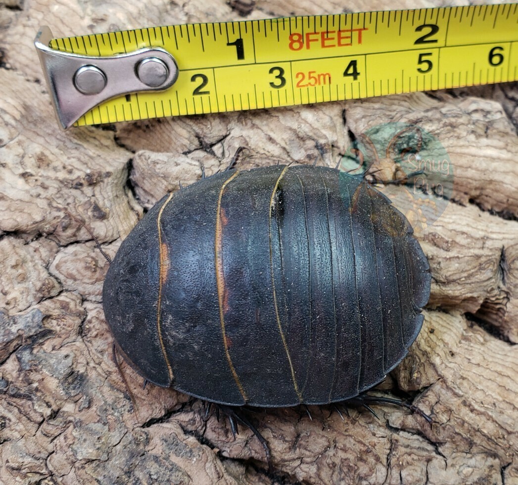 Polyphaga sassurei "Sassure's giant sand roach"