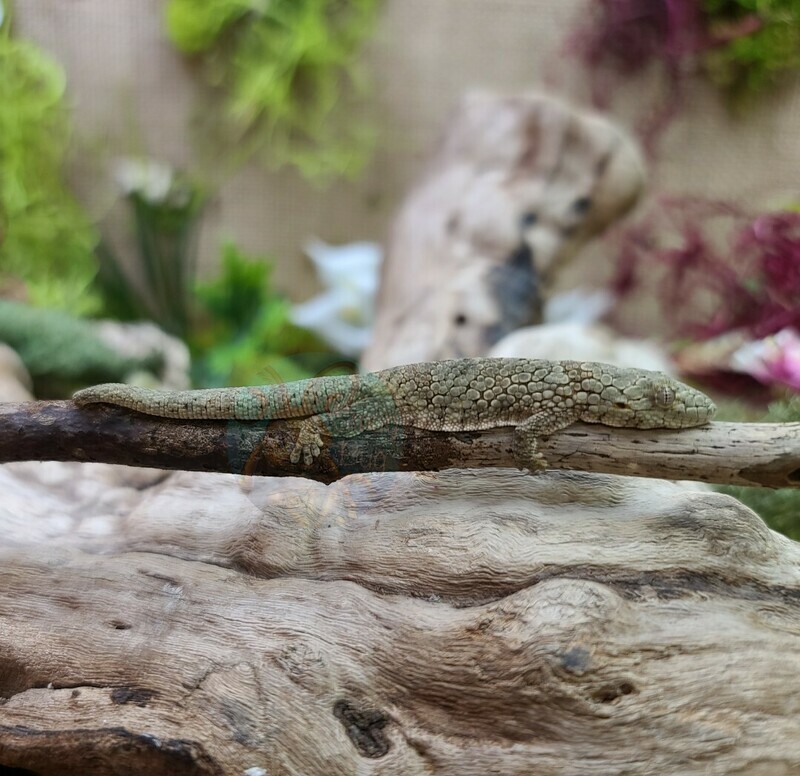 Geckos