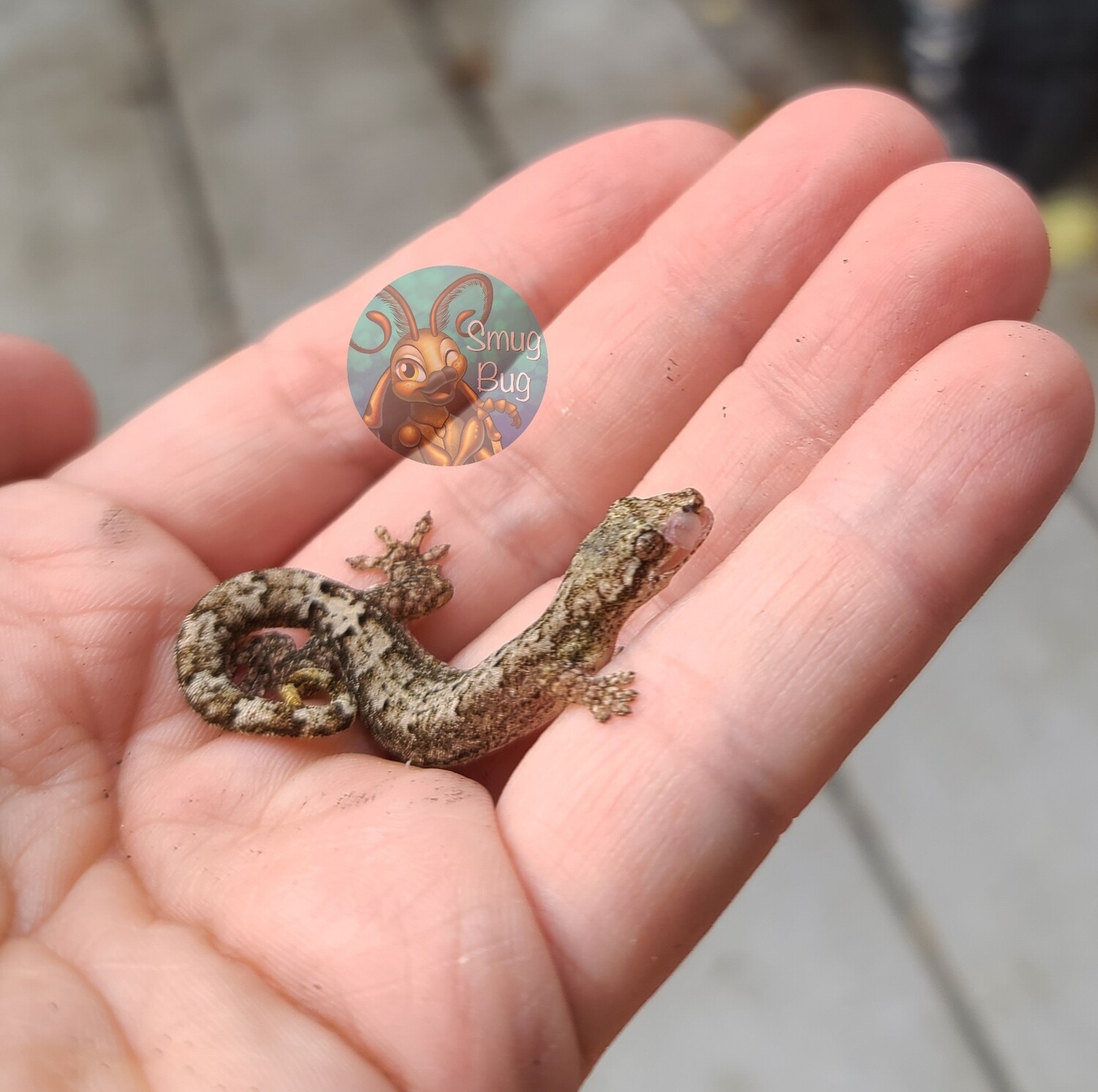 Mourning gecko ADULT egg laying female (Type A/Filipino locale)