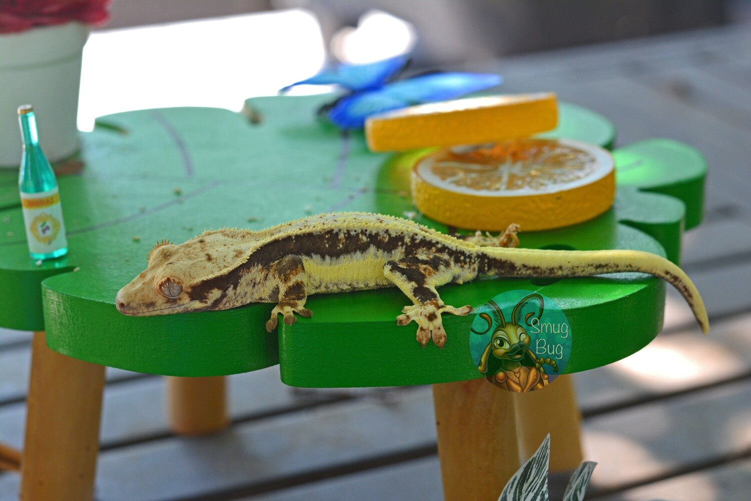 Albino Crested Gecko