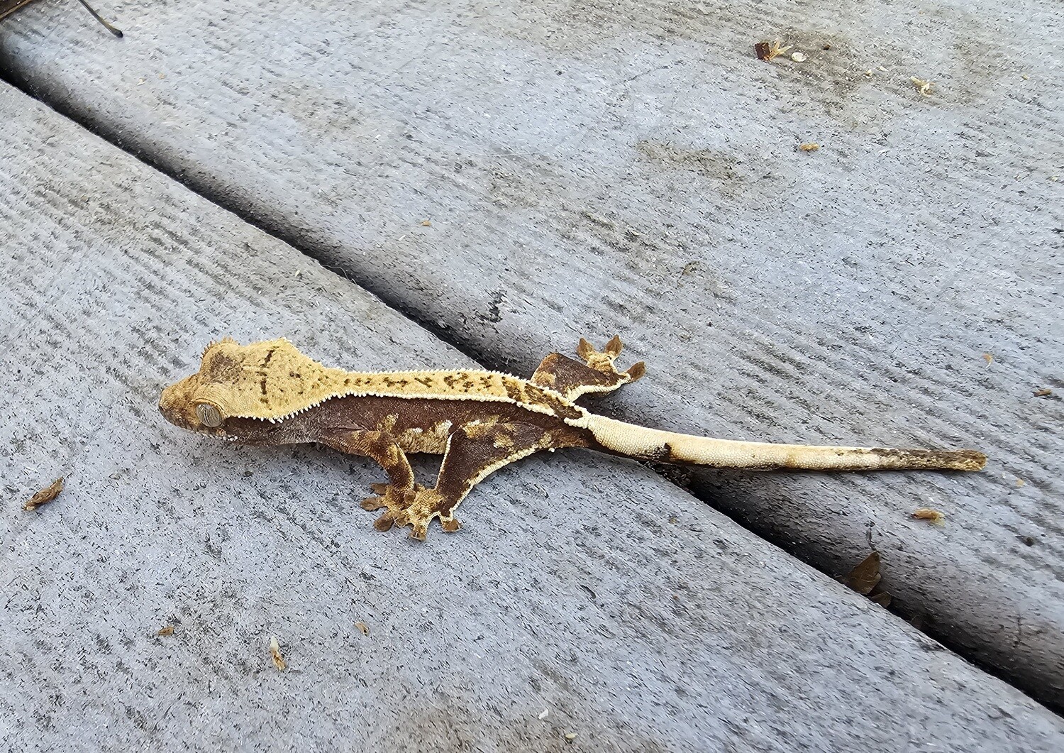Artemis, dark cream partial pinstripe harlequin unsexed crested gecko