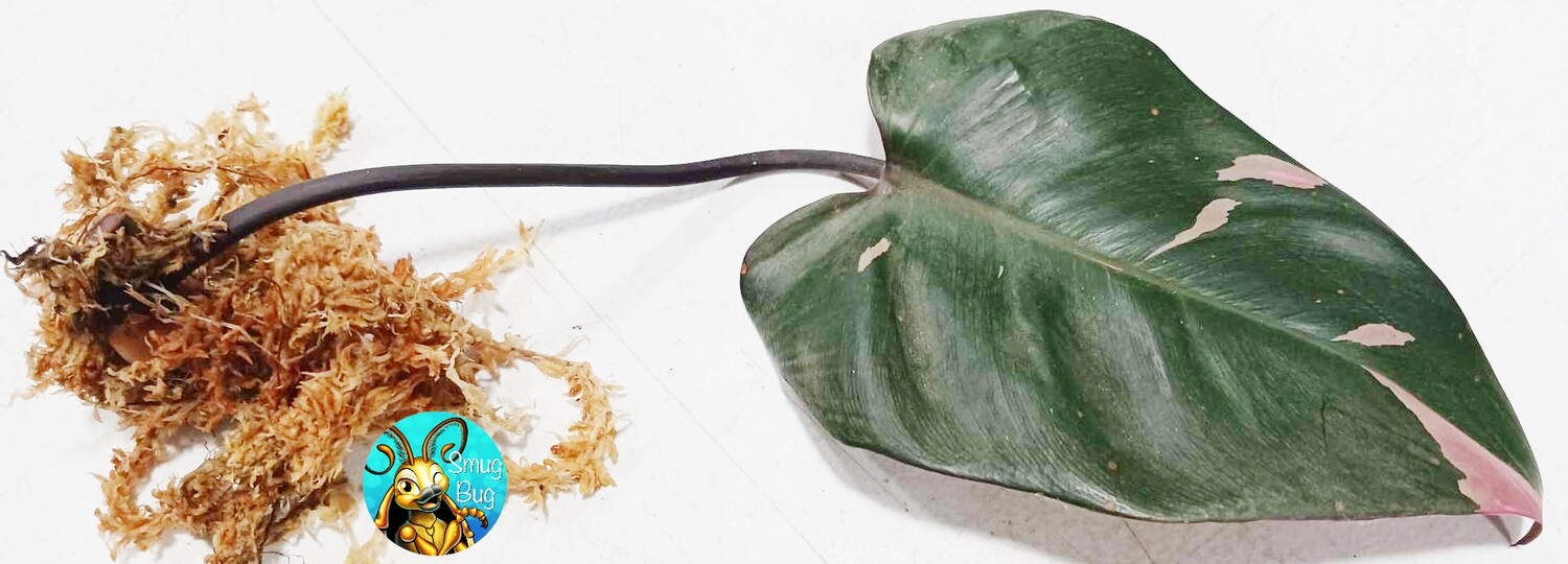 Pink Princess Philodendron- Leafed Node cutting