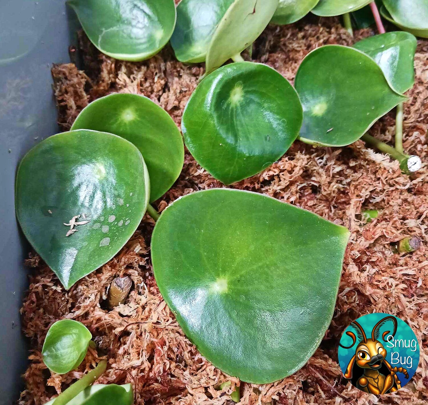 Peperomia polybotrya, "Raindrop Peperomia"