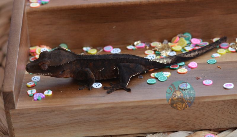 Subadult Crested Geckos