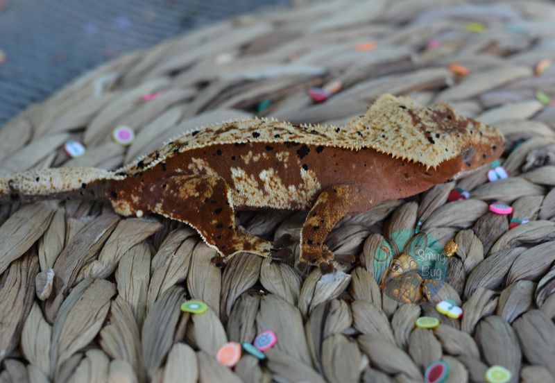 Crested Geckos