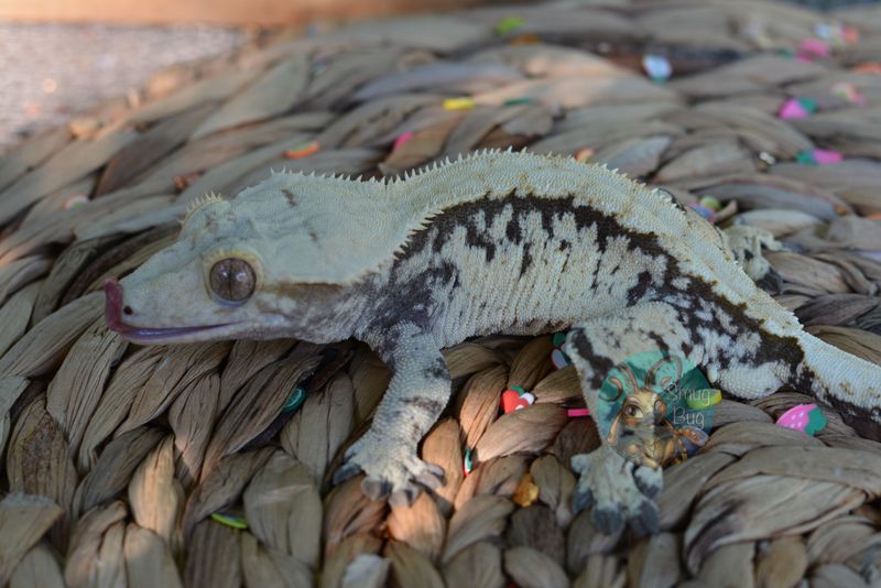 Crested Geckos