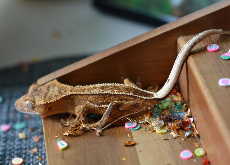Crested Geckos