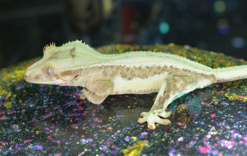 Crested Geckos