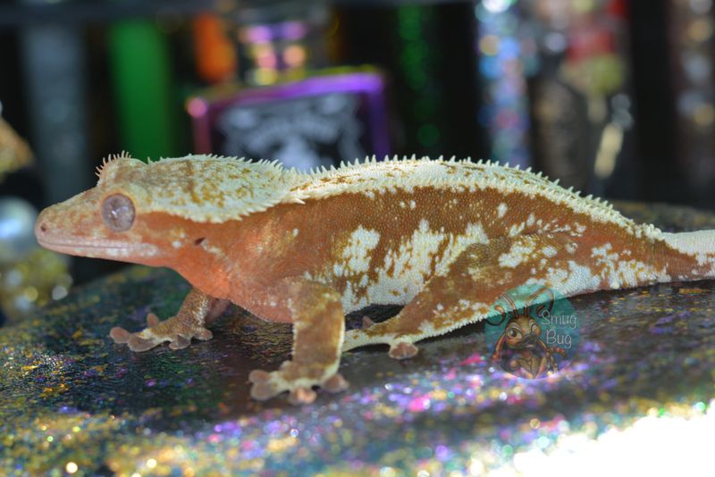 Crested Geckos