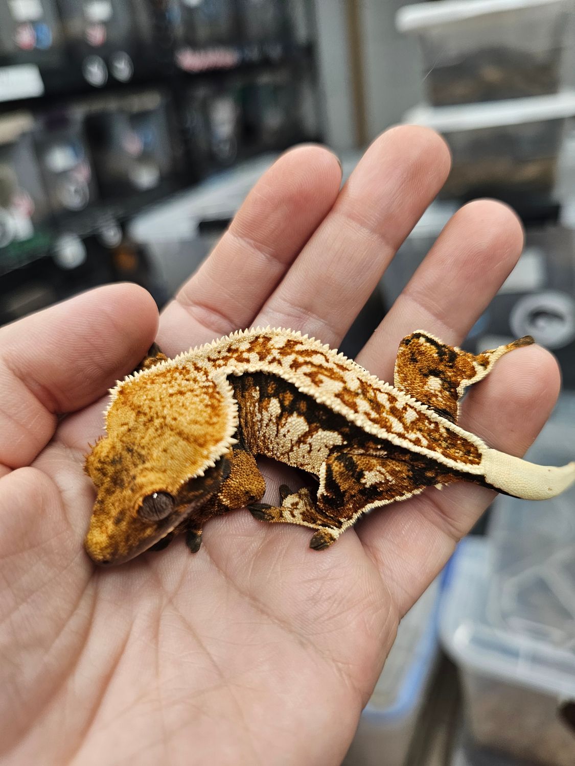 Subadult Crested Geckos