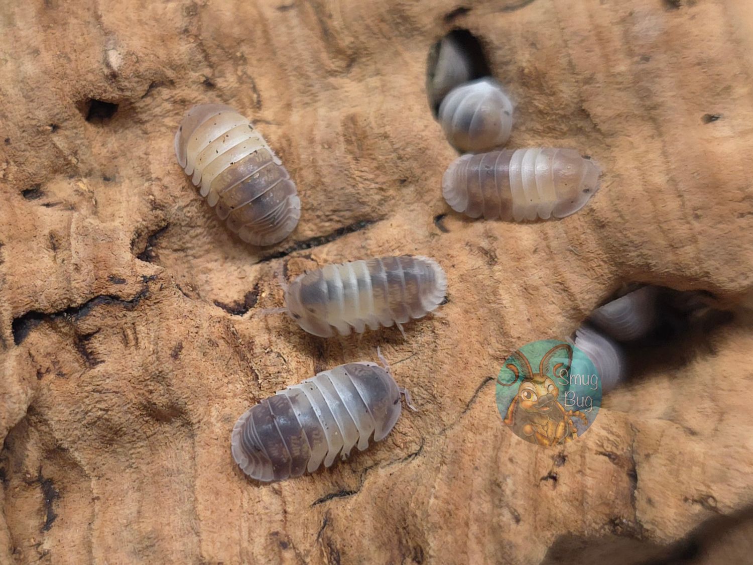 Cubaris sp. "Snow Bee"