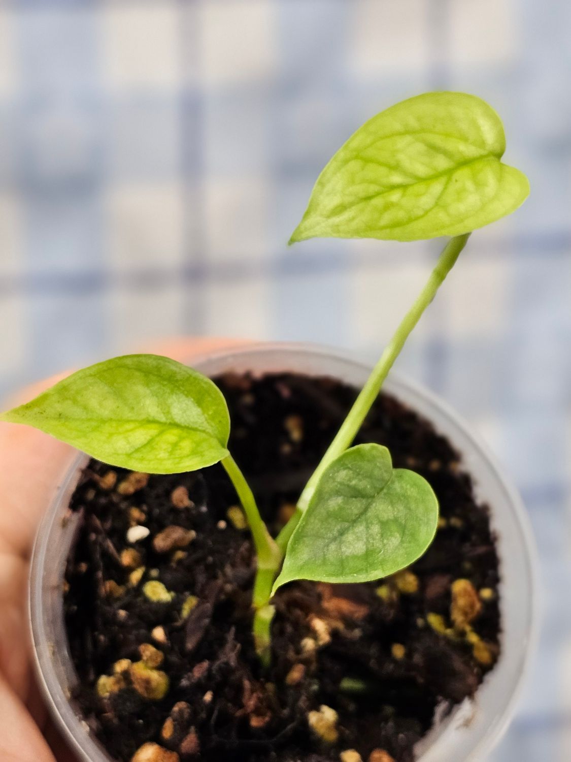 Pothos, 'Cebu Ghost' (Epipremnum pinnatum)