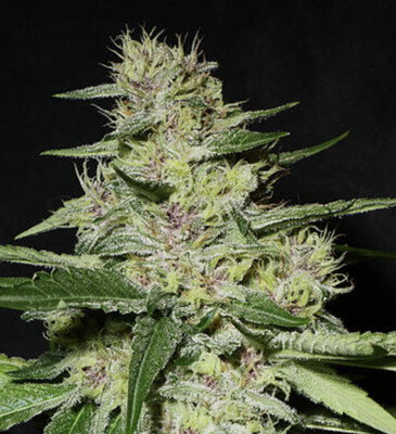 Mass Medical Strains