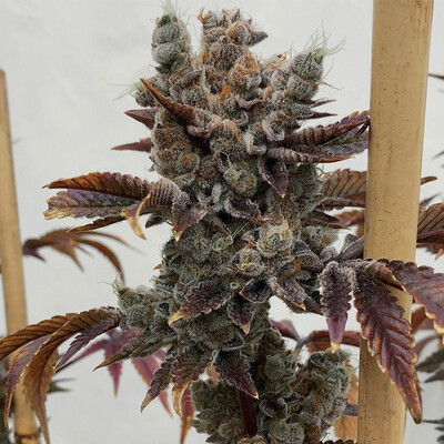 Solfire Gardens