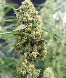 Mass Medical Strains