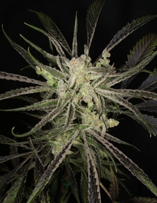 Mass Medical Strains