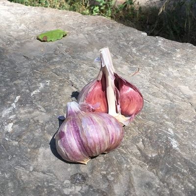 Allicins Ranch - Organic Gourmet Garlic - Online Store