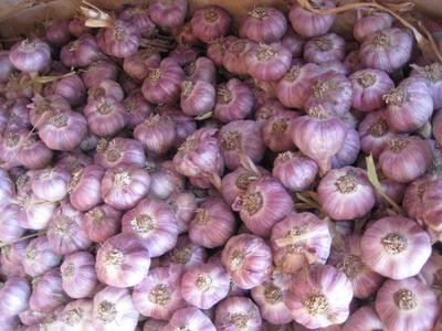 Allicins Ranch - Organic Gourmet Garlic - Online Store