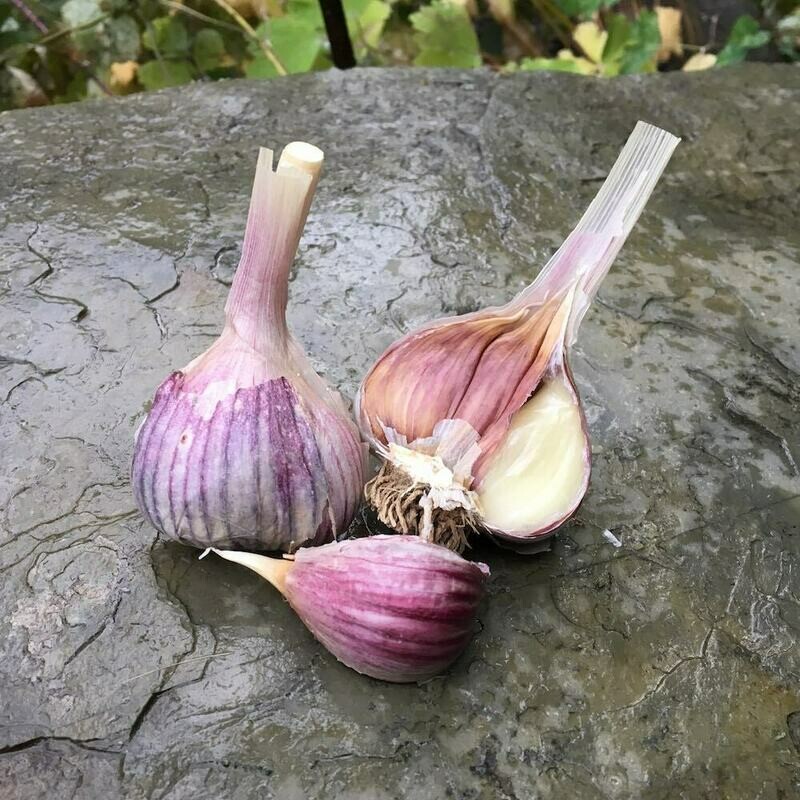 Buy Organic Gourmet Garlic - Allicins Ranch