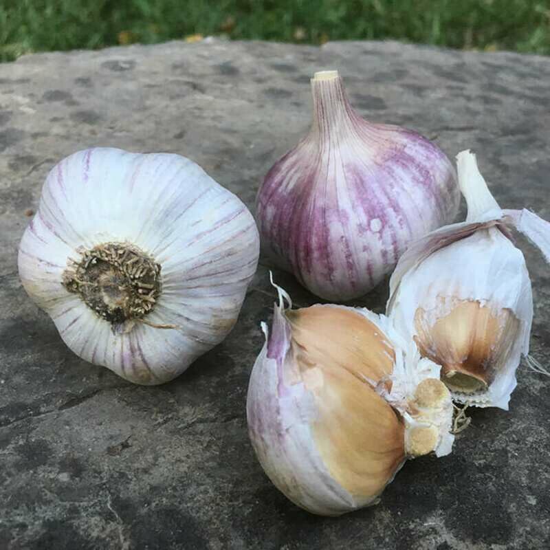 Buy Organic Gourmet Garlic - Allicins Ranch