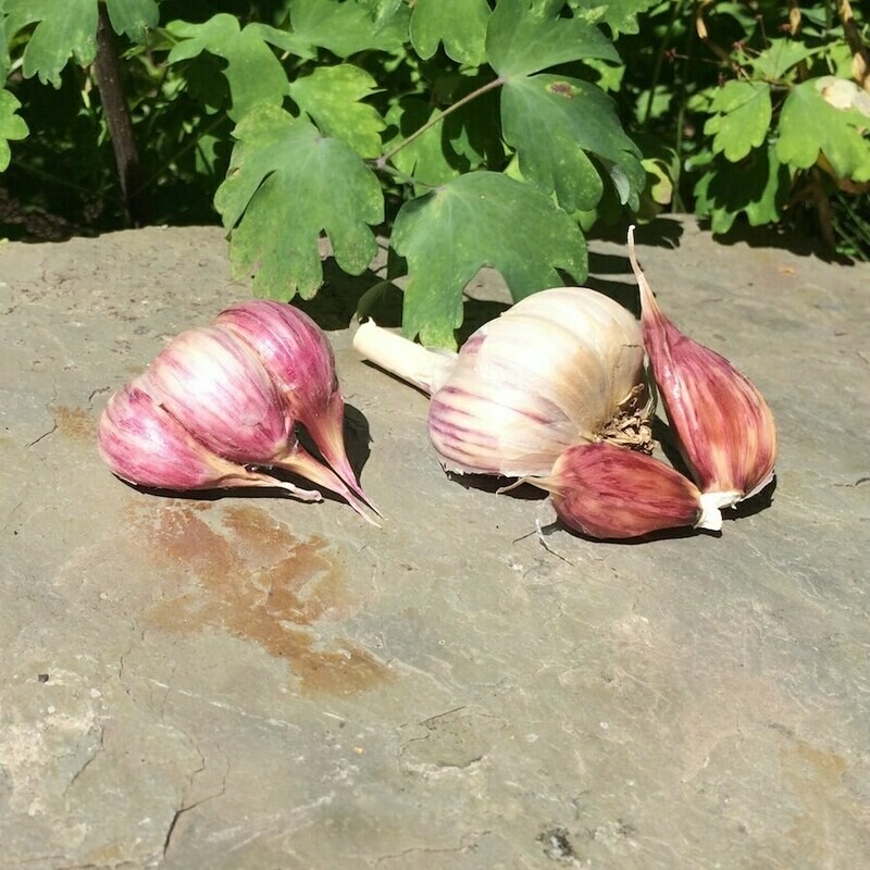 Buy Organic Gourmet Garlic - Allicins Ranch