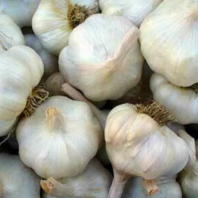Buy Organic Gourmet Garlic - Allicins Ranch