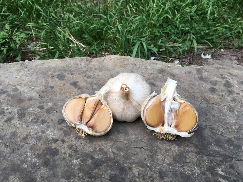 Buy Organic Gourmet Garlic - Allicins Ranch