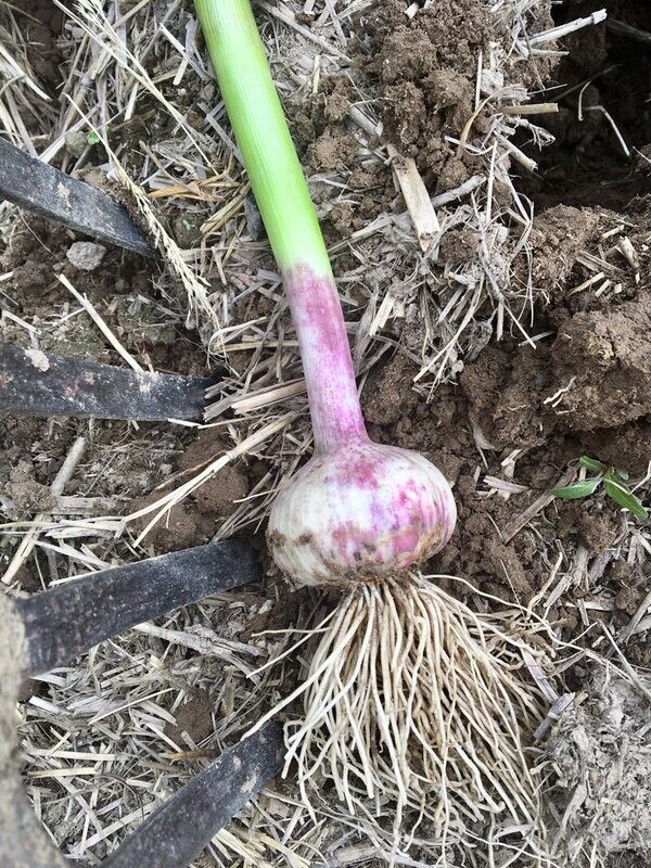 Buy Organic Gourmet Garlic - Allicins Ranch