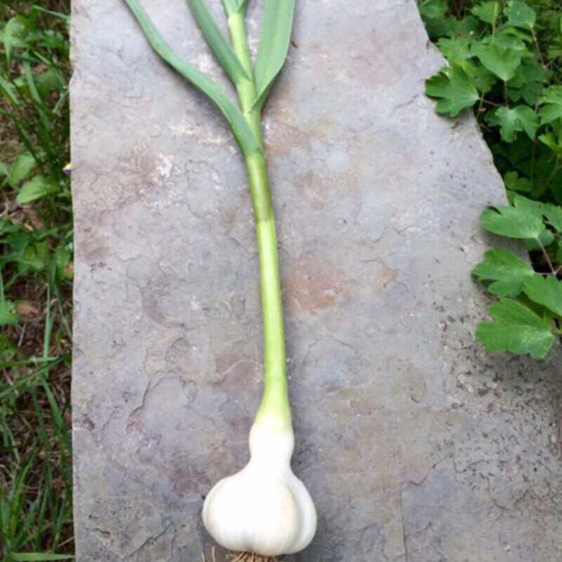 Buy Organic Gourmet Garlic - Allicins Ranch