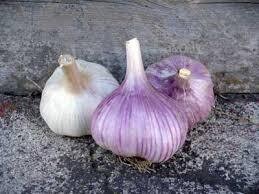 Buy Organic Gourmet Garlic - Allicins Ranch