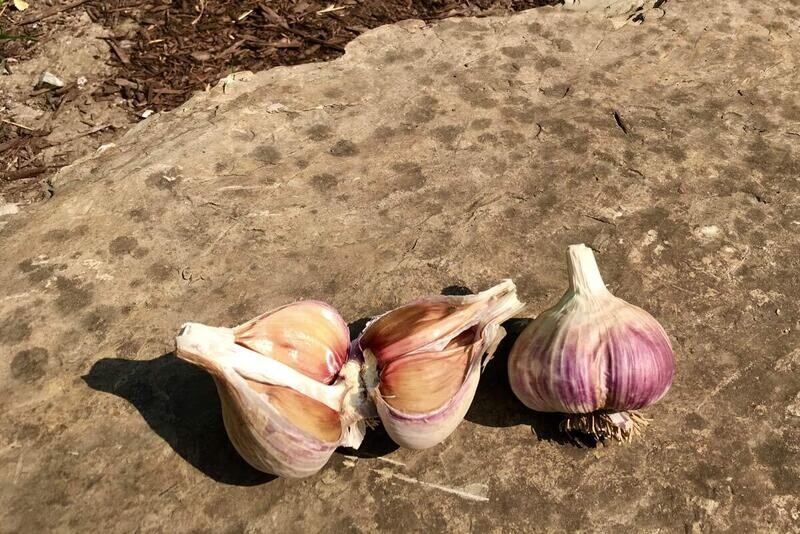 Buy Organic Gourmet Garlic - Allicins Ranch