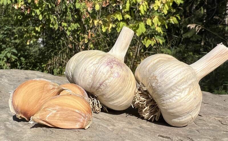 Buy Organic Gourmet Garlic - Allicins Ranch